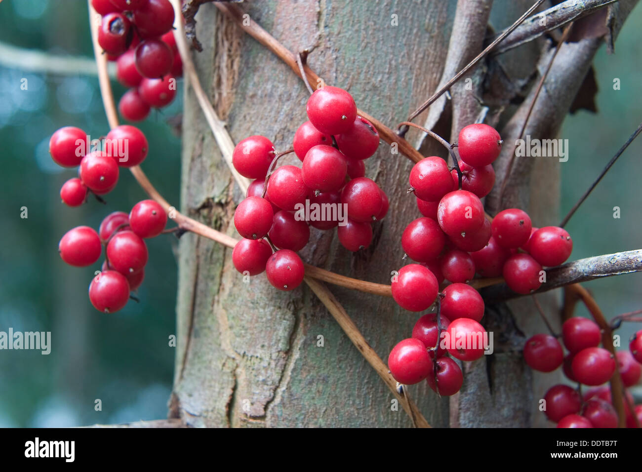 Black Bryony (Dioscorea communis) fruits Stock Photo - Alamy