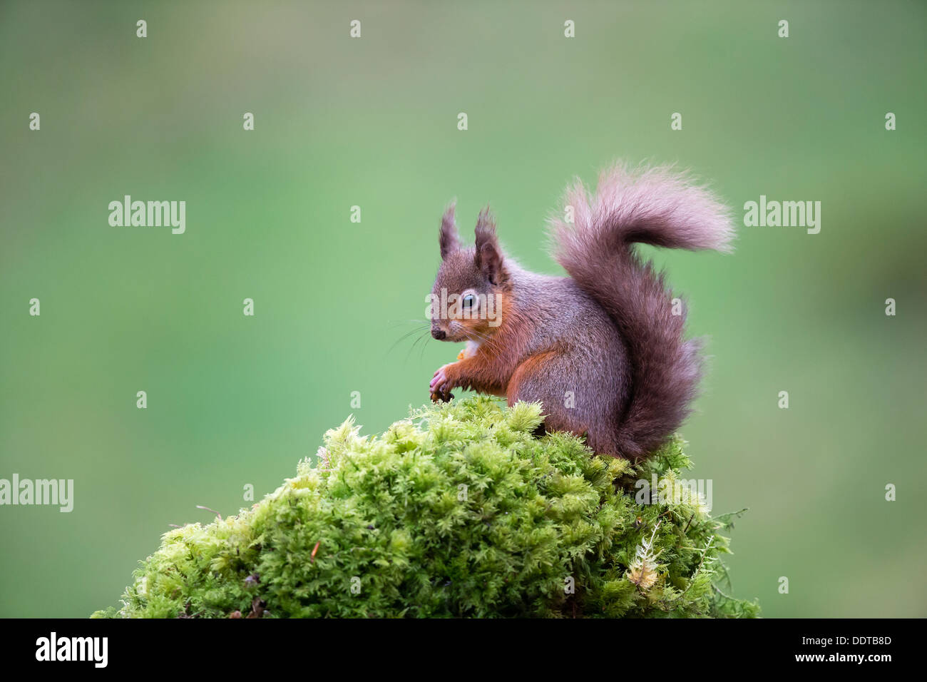 Red squirrel on a perch Stock Photo - Alamy