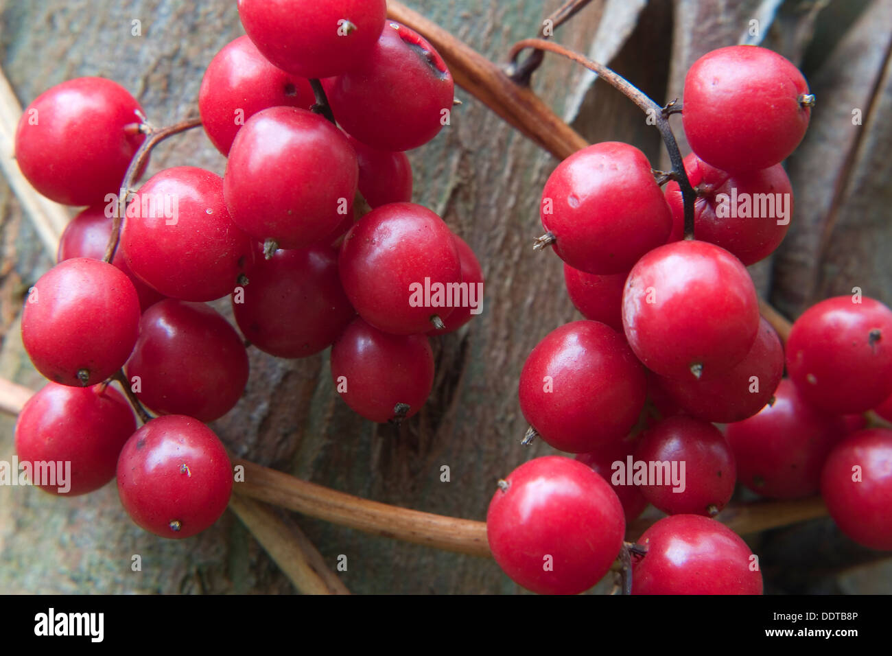 Black Bryony (Dioscorea communis) fruits Stock Photo - Alamy