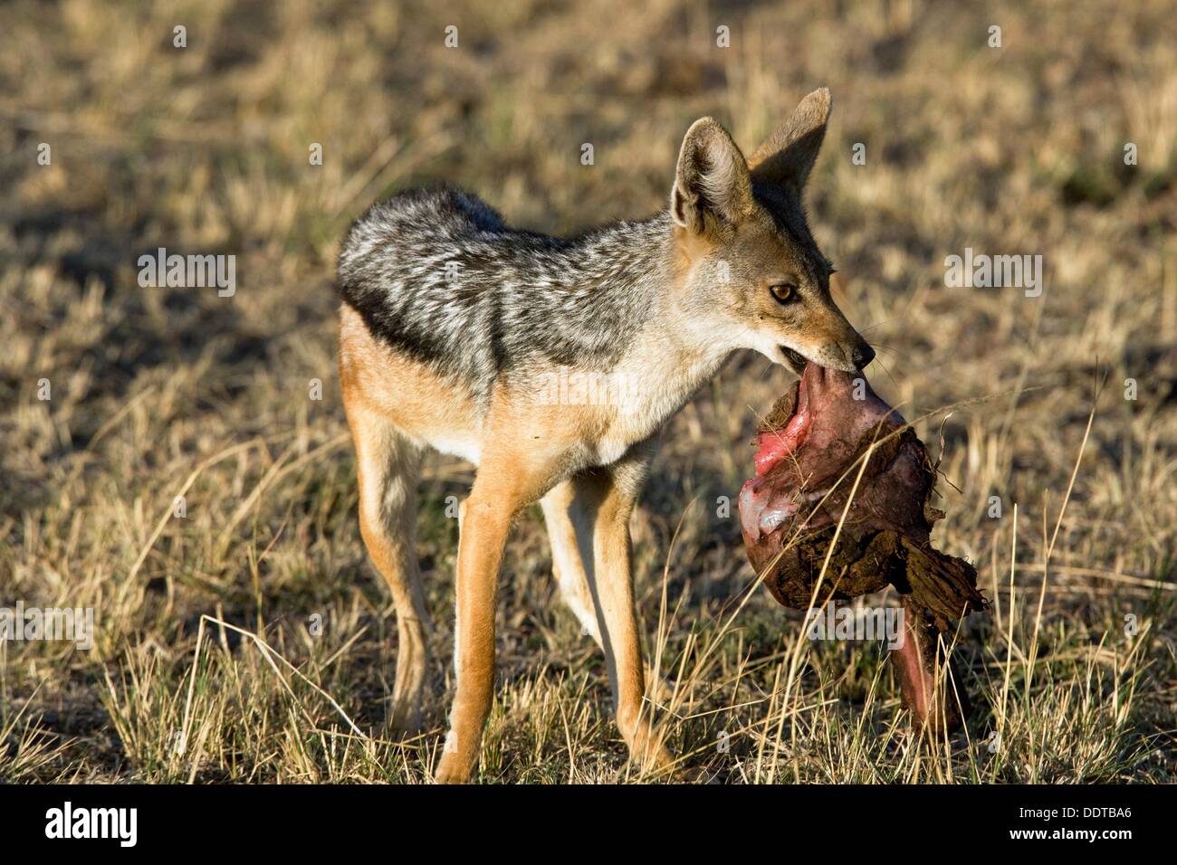 Jackal With Lion Kill High Resolution Stock Photography and Images - Alamy