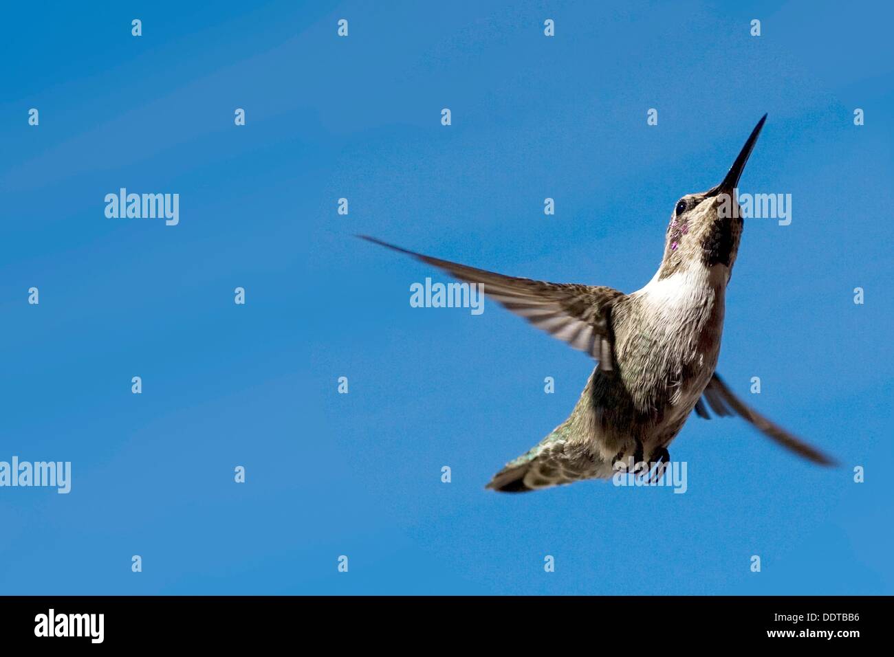Flying hummingbird hi-res stock photography and images - Alamy