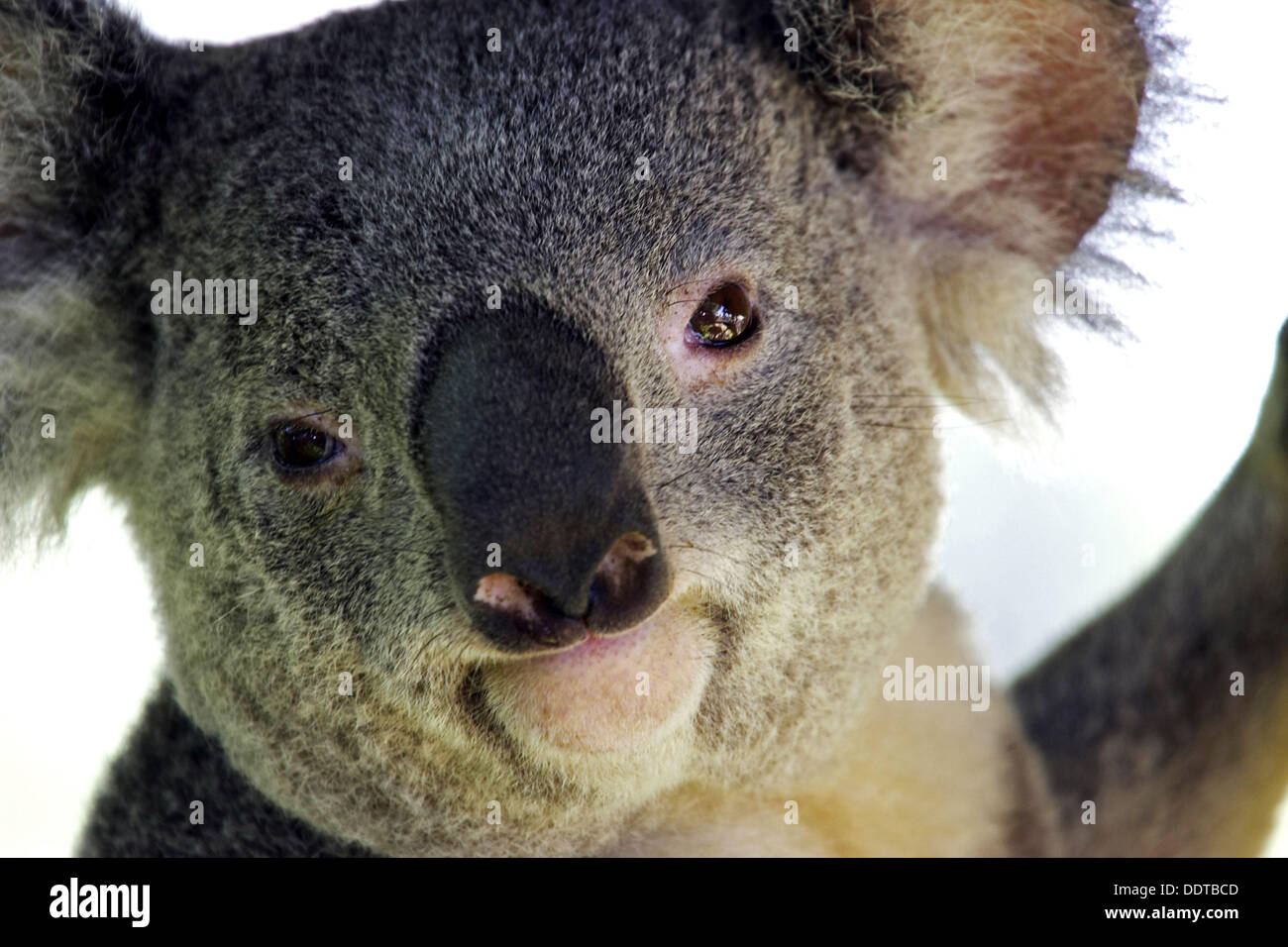 Southern koala hi-res stock photography and images - Alamy