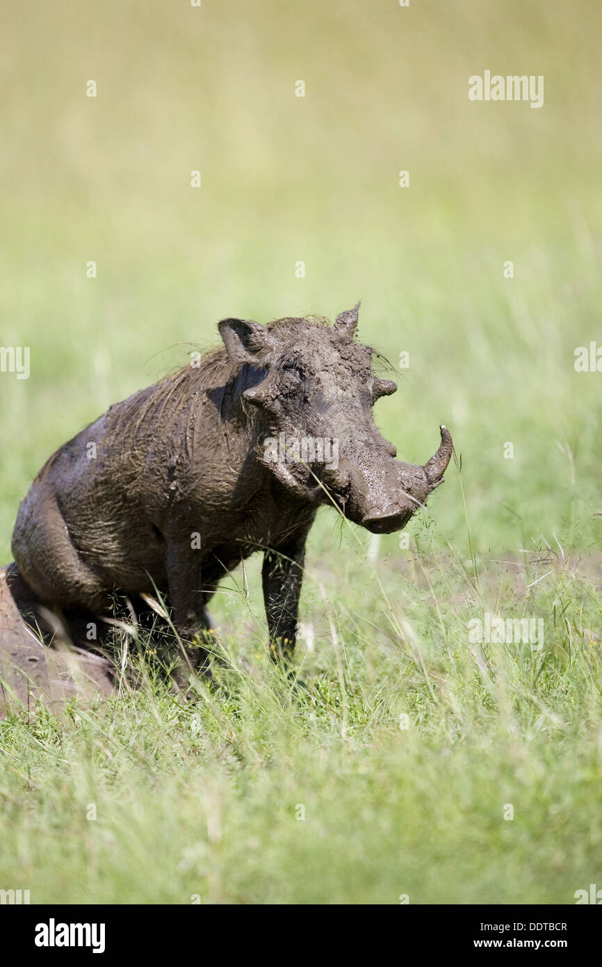 After much scratching hi-res stock photography and images - Alamy