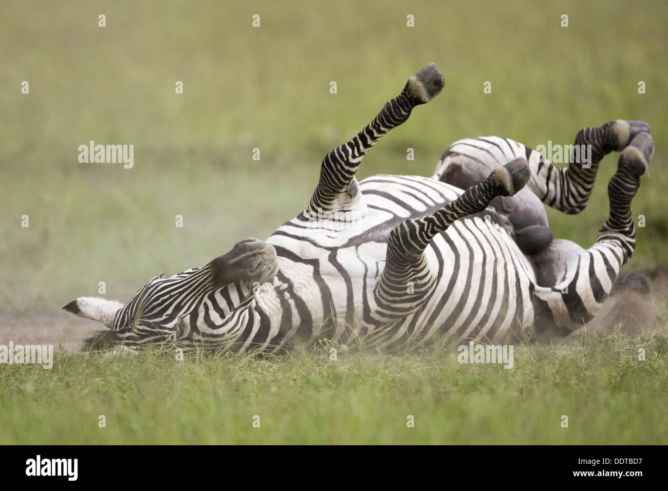 Zebra dust bathing hi-res stock photography and images - Alamy
