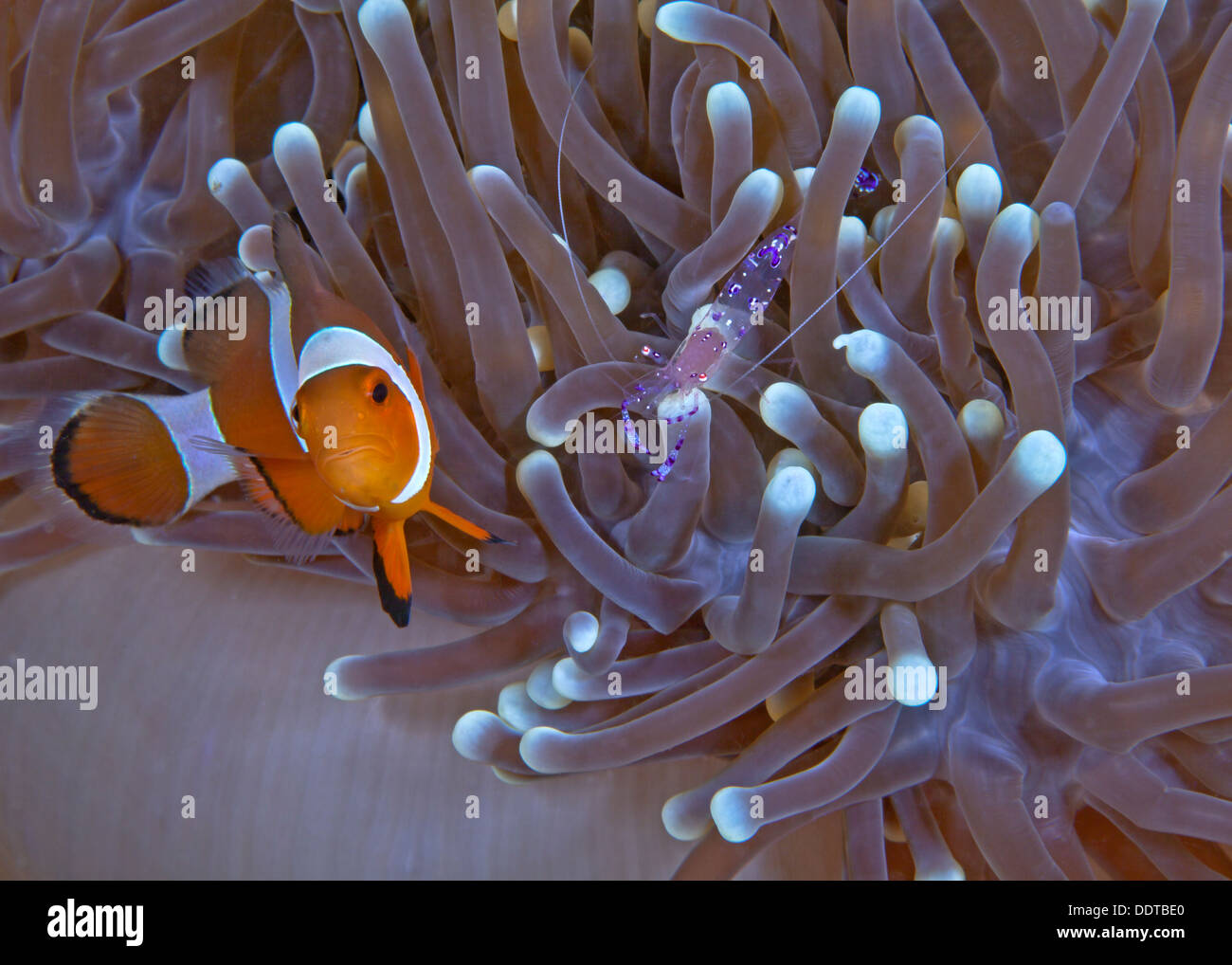 Clownfish protects shrimp in tentacles of host anemone Stock Photo - Alamy Clownfish protects shrimp in tentacles of host anemone Stock Photo - Alamy