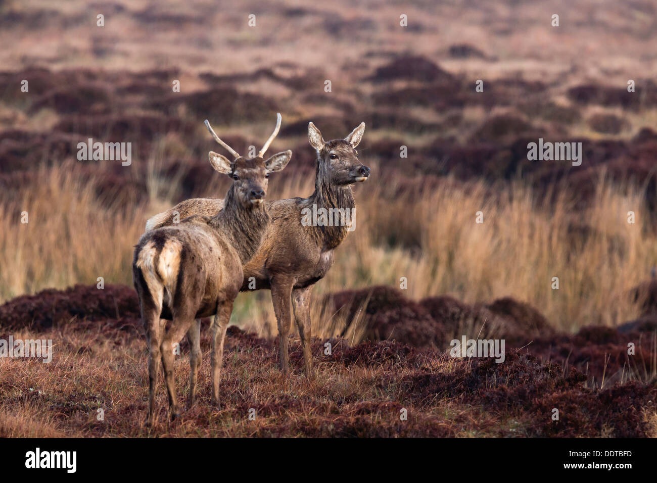 Young red deer stag and hind Stock Photo - Alamy