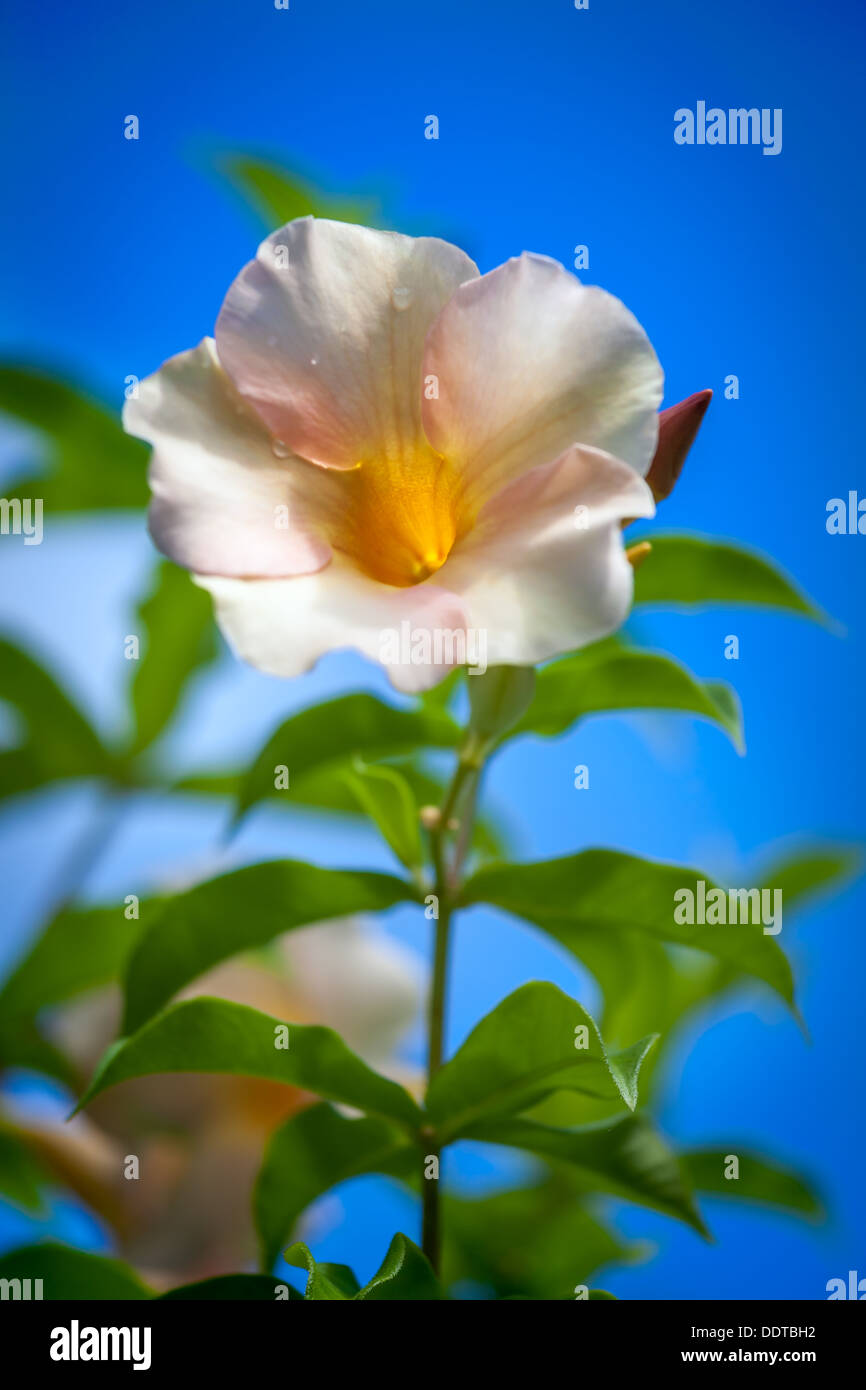 Wild white tropical flower with rain drops on petals against blue sky ...