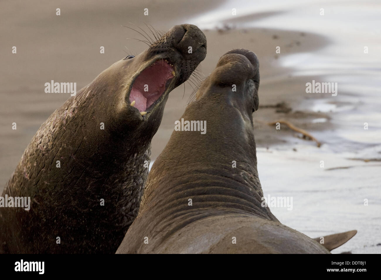 Dueling scar hi-res stock photography and images - Alamy