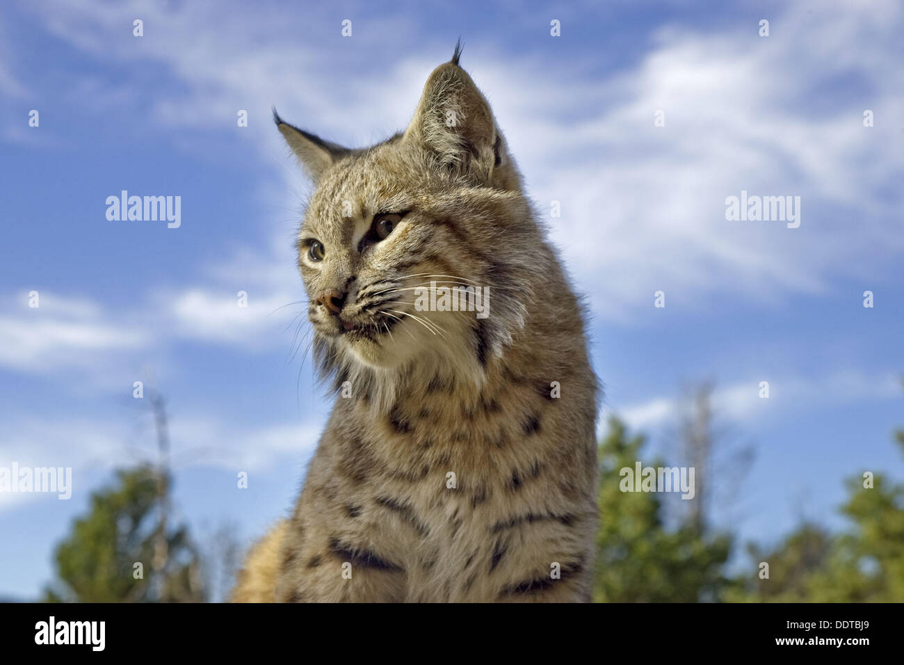 Female Bobcat High Resolution Stock Photography and Images - Alamy