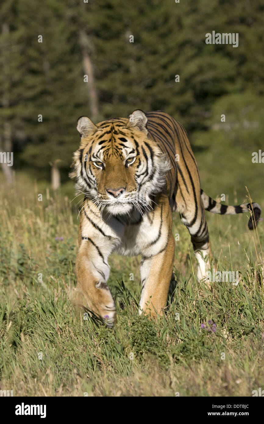 Tiger moving hi-res stock photography and images - Alamy