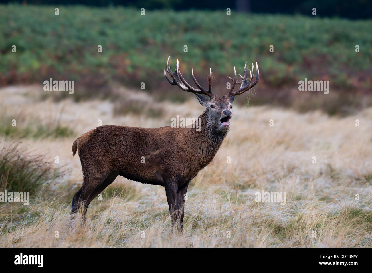 Red deer stag roaring Stock Photo - Alamy