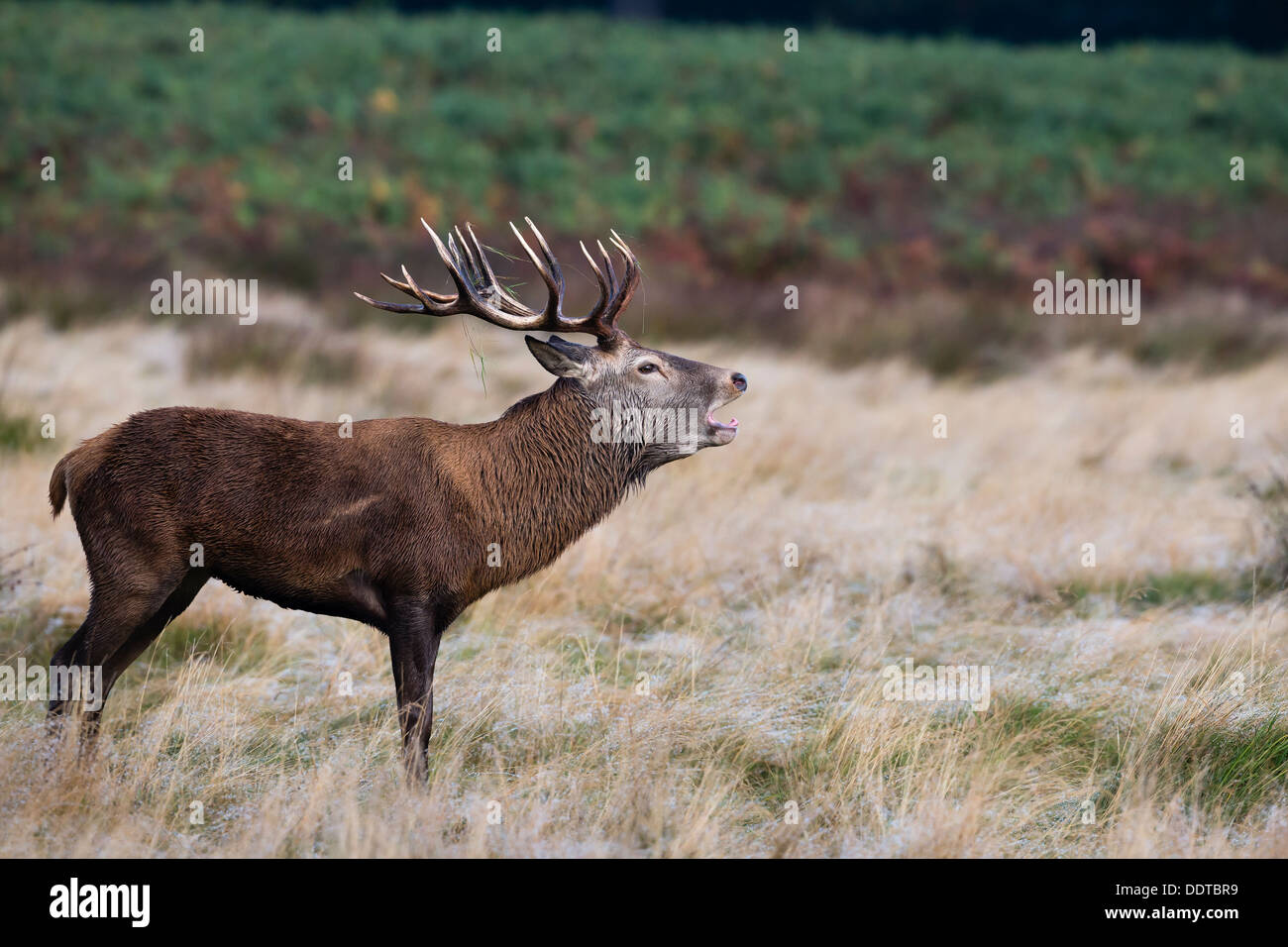 Hunted for their horns hi-res stock photography and images - Alamy