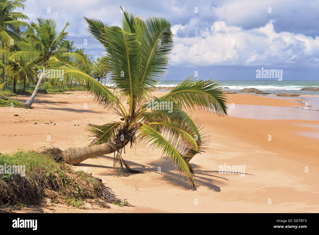 Brazil, Bahia, Salvador de Bahia, beach, palm trees, coconut trees ...
