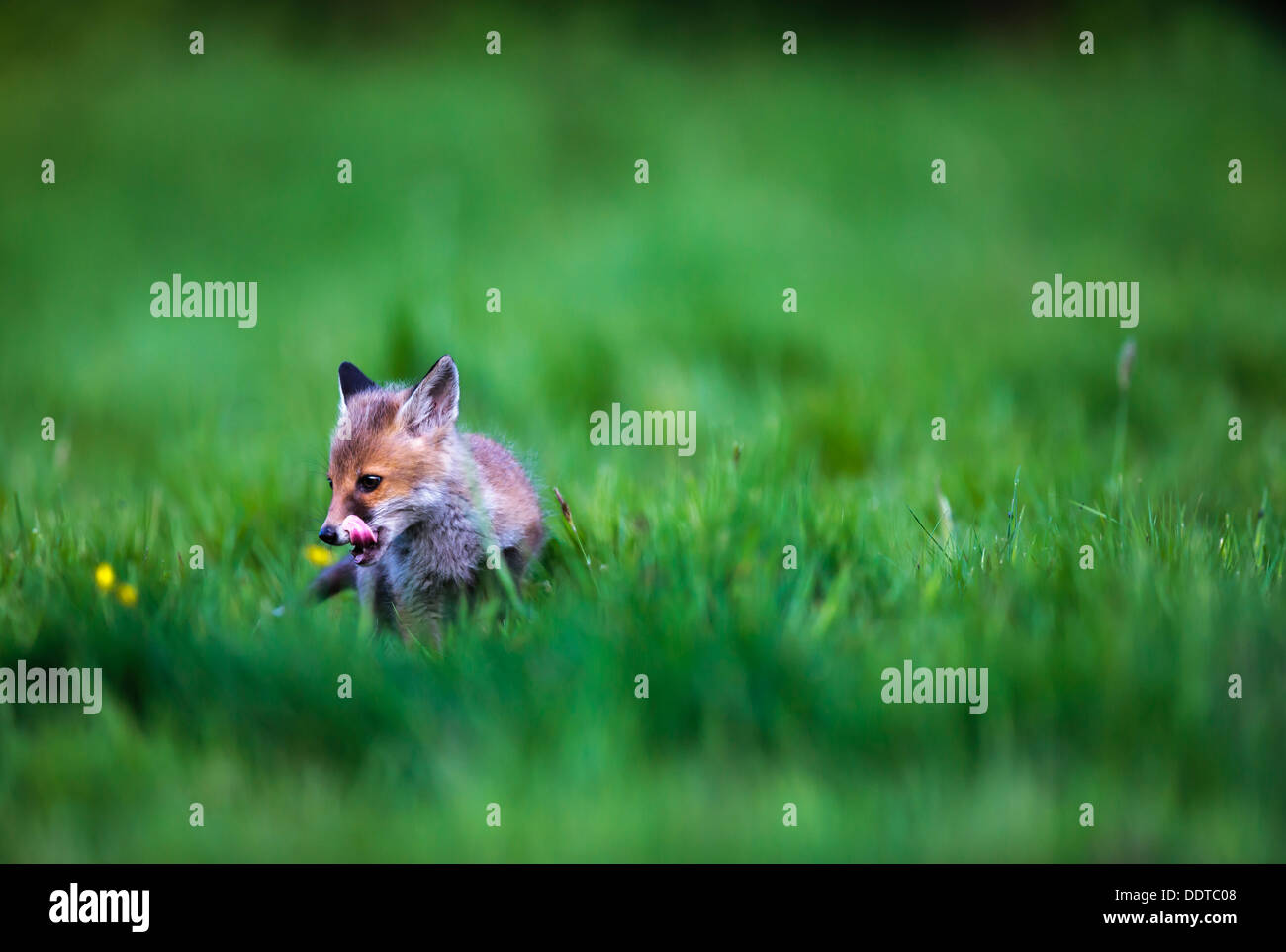 Fox in an English glade Stock Photo - Alamy