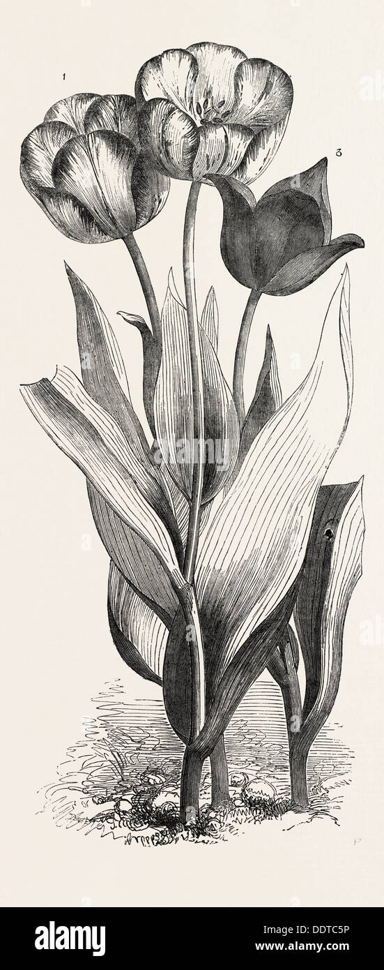 Feathered tulip hi-res stock photography and images - Alamy