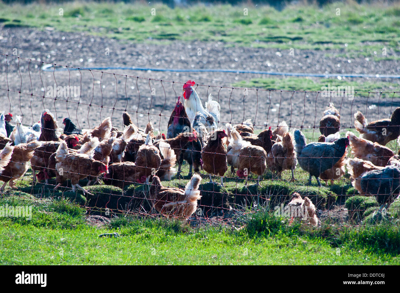 Chickens cockerel hi-res stock photography and images - Alamy