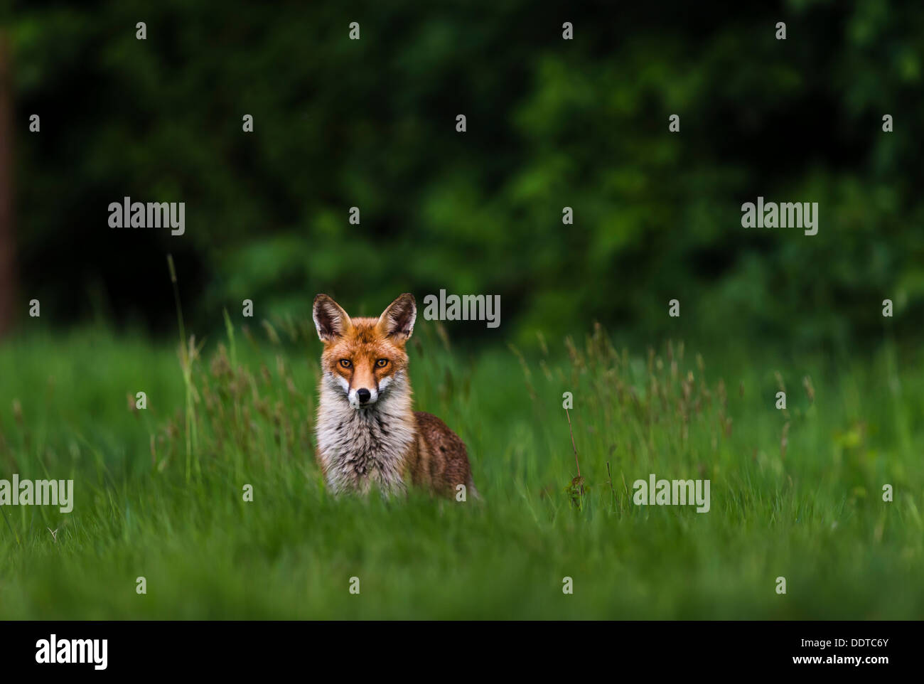 Fox in an English glade Stock Photo - Alamy
