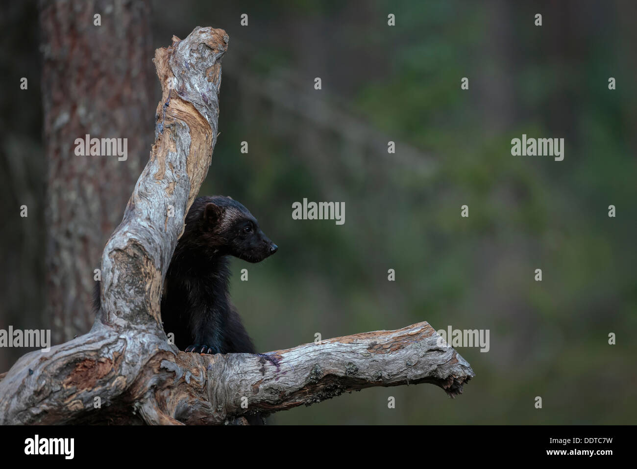 Wolverine in a boreal forest Stock Photo - Alamy