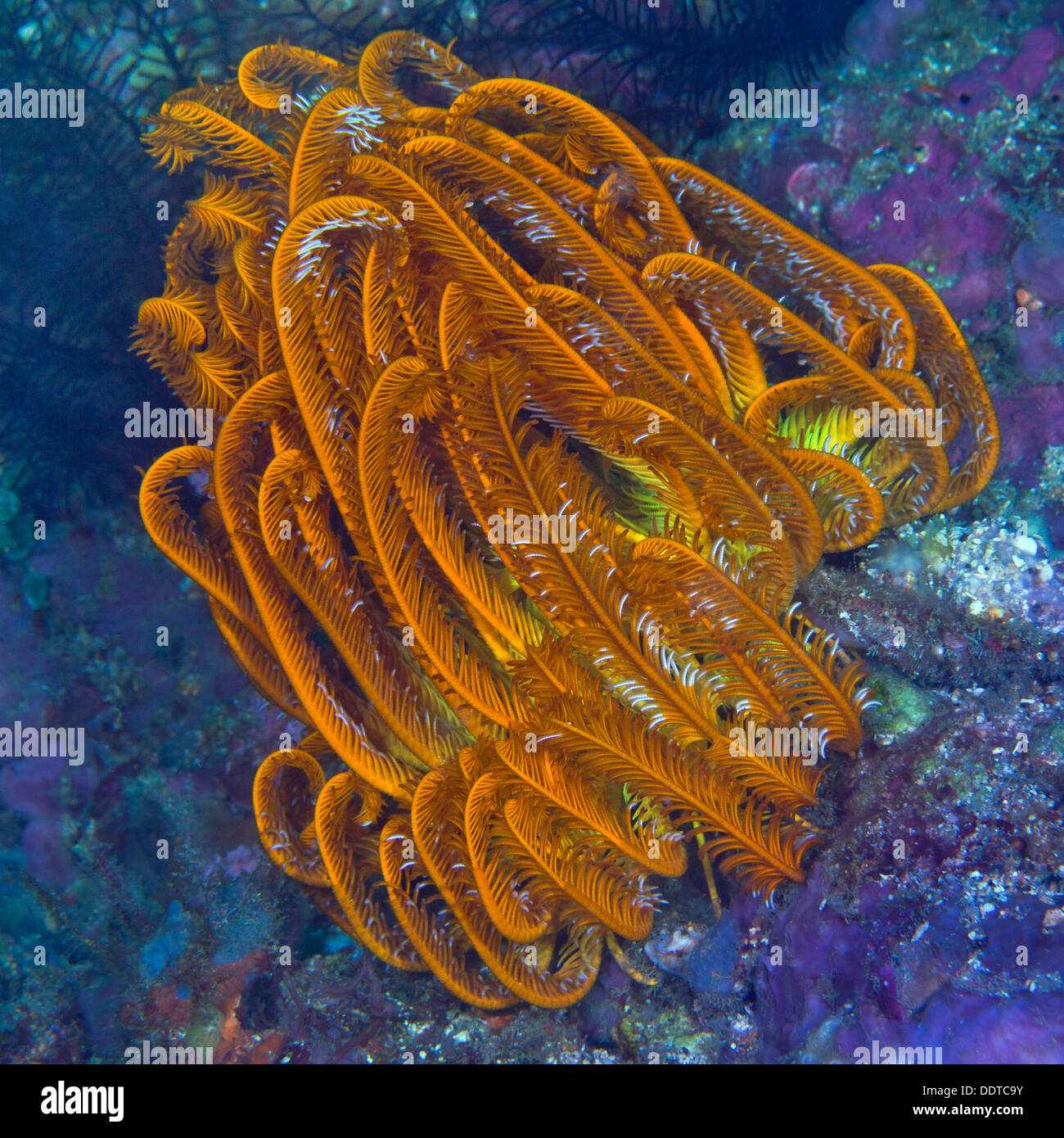 Underwater crinoid feather star hi-res stock photography and images - Alamy