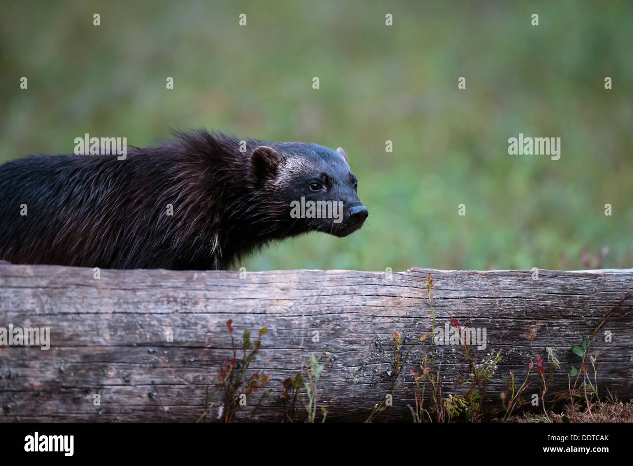 Wolverine portrait animal hi-res stock photography and images - Alamy