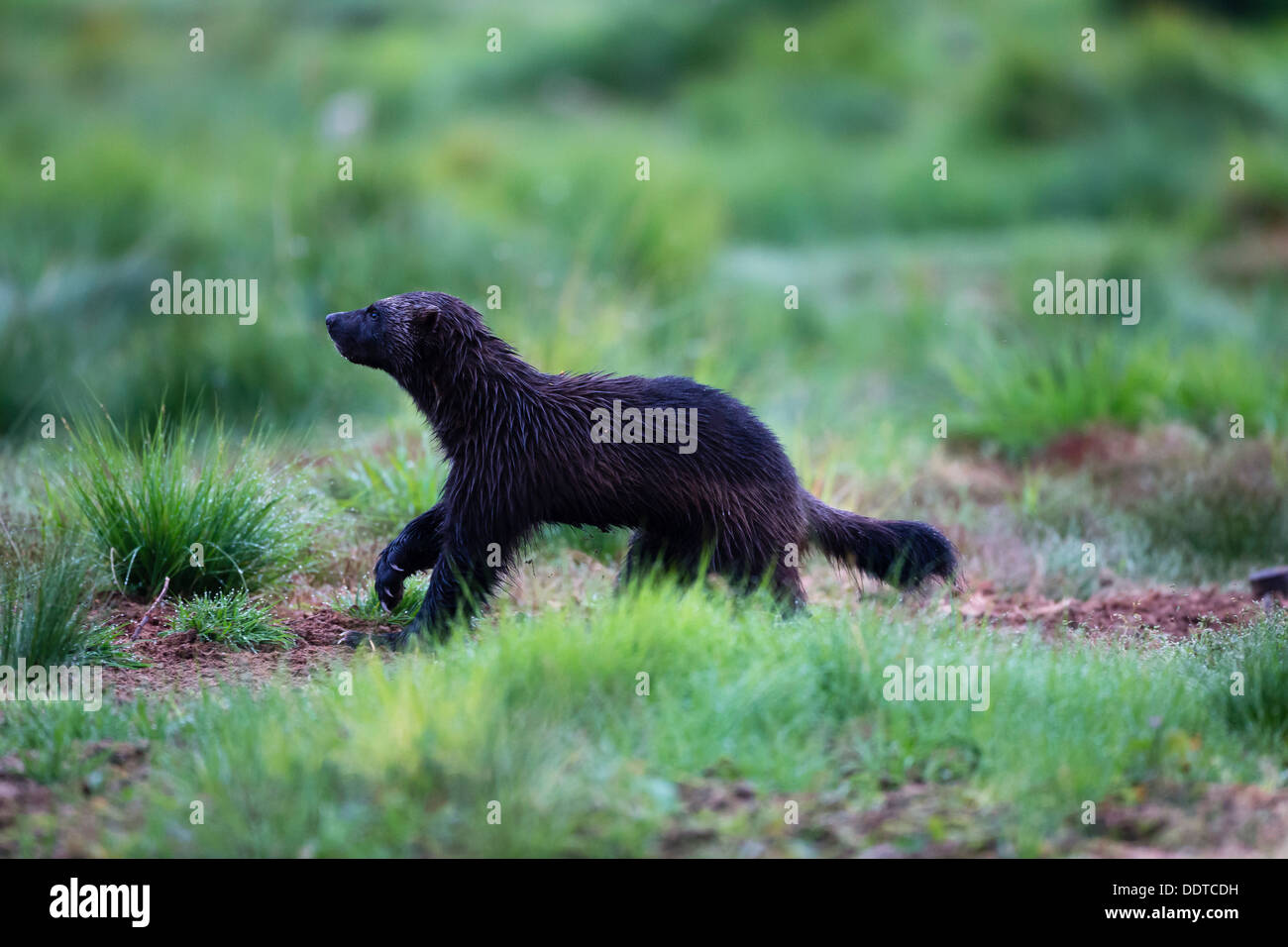 Wolverine in a boreal forest Stock Photo - Alamy