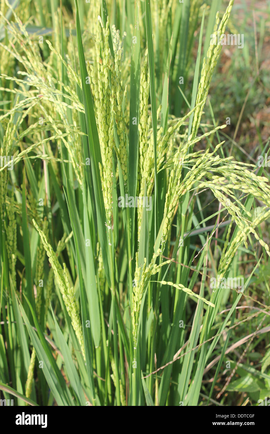 Grains farm farming hi-res stock photography and images - Alamy
