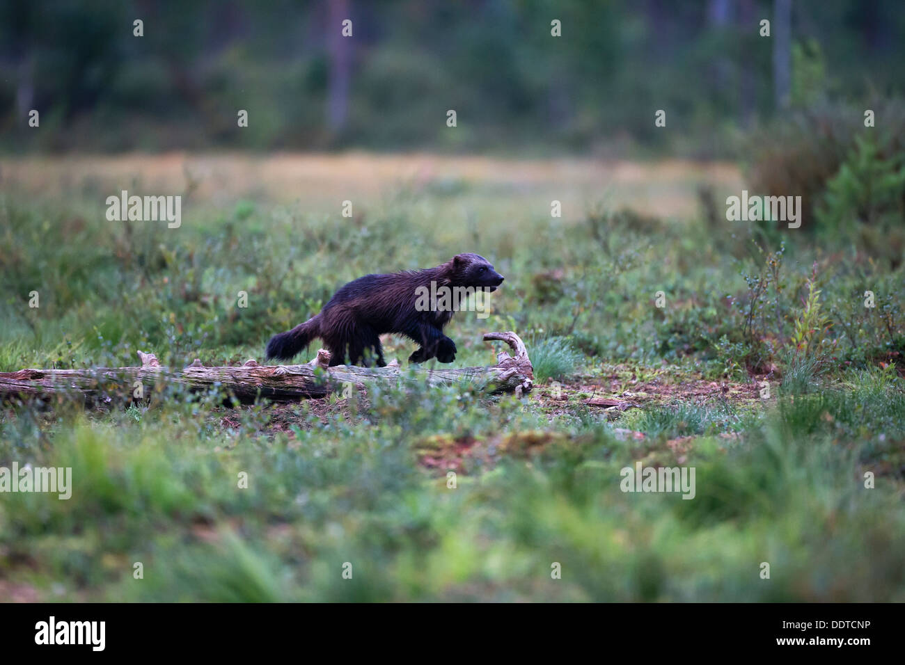 Wolverine running hi-res stock photography and images - Alamy