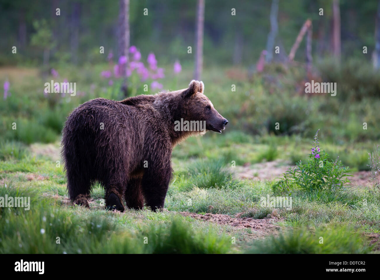 Bruin the bear hi-res stock photography and images - Alamy
