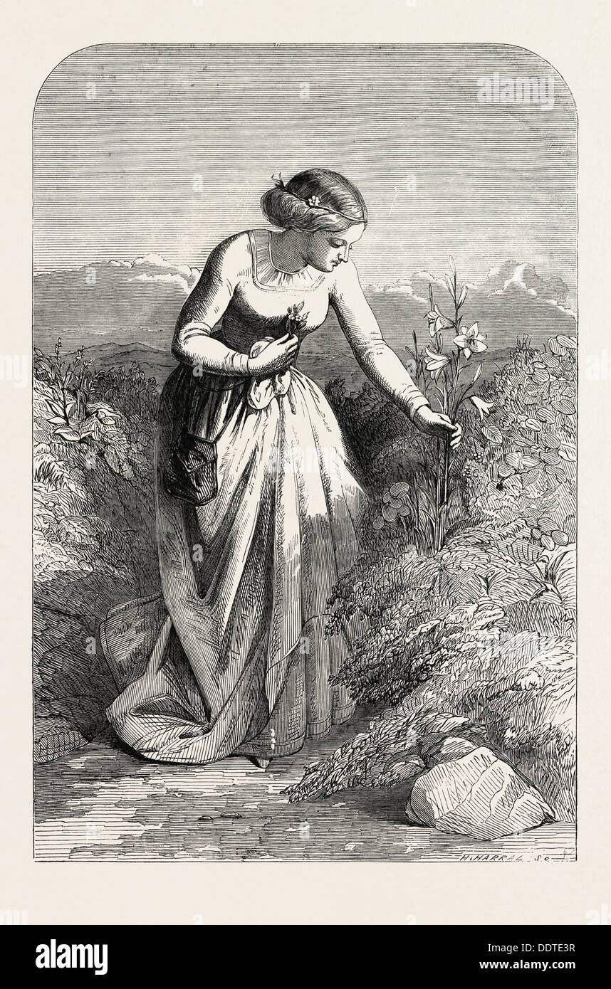 EXHIBITION OF THE SOCIETY IN WATER COLOURS: THE LILY BY J.J. JENKINS ...