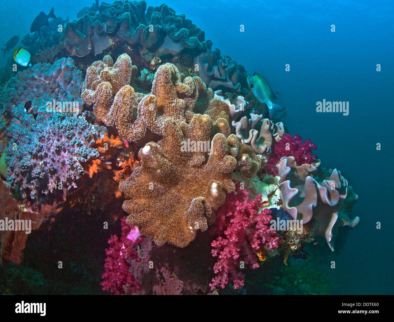 A vibrant healthy coral reef with diverse marine life in Raja Ampat ...