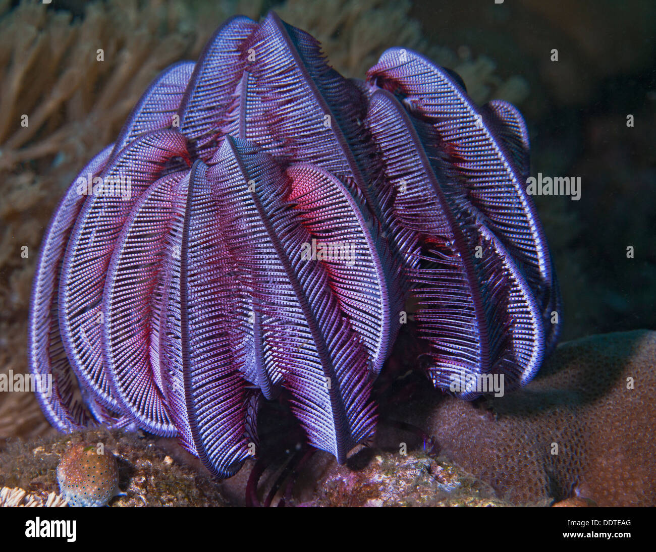 Crinoid, featherstar with fluorescent color combination: violet, purple ...