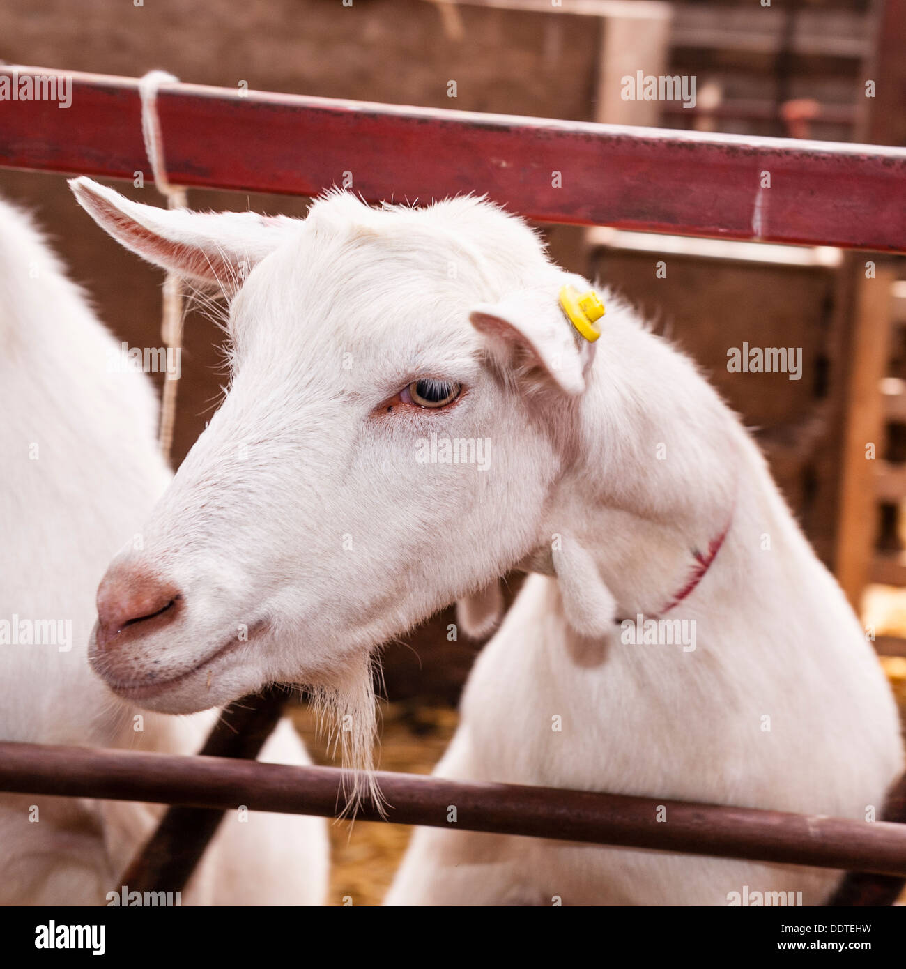 A goat at Hazel Brow Farm in the village of Low Row in Swaledale ...