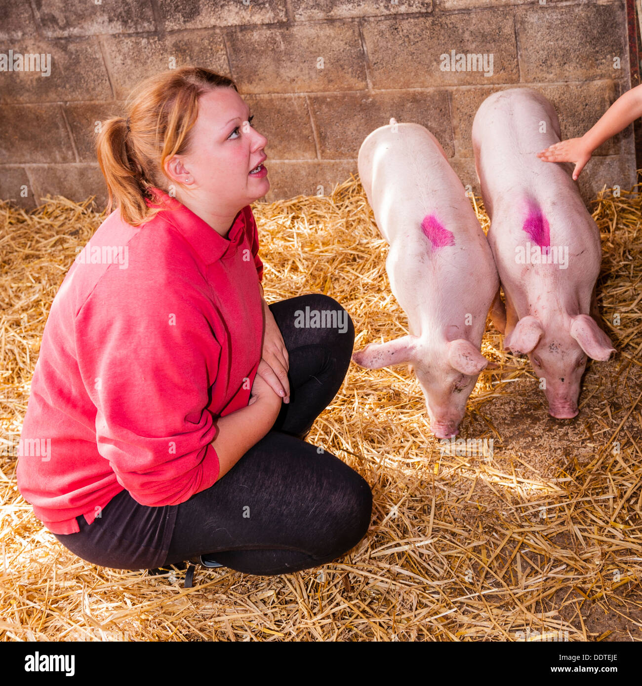 Uk farm animals hi-res stock photography and images - Alamy