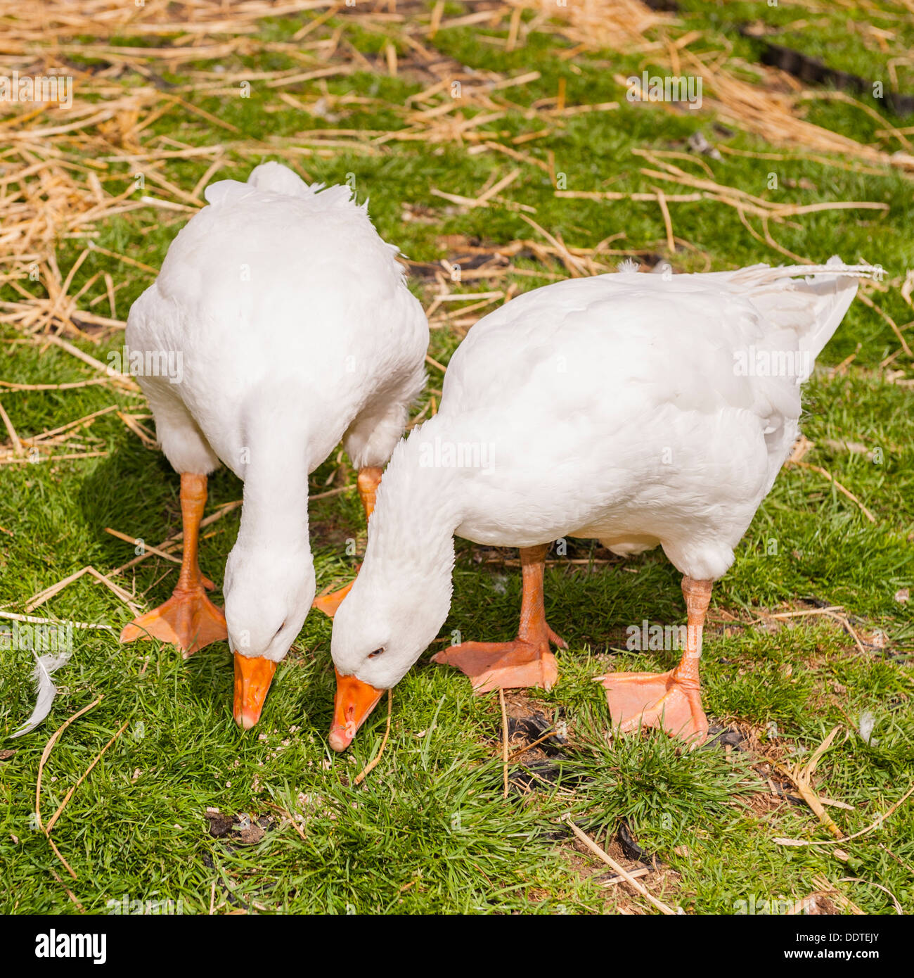 White farm geese at Hazel Brow Farm in the village of Low Row in ...