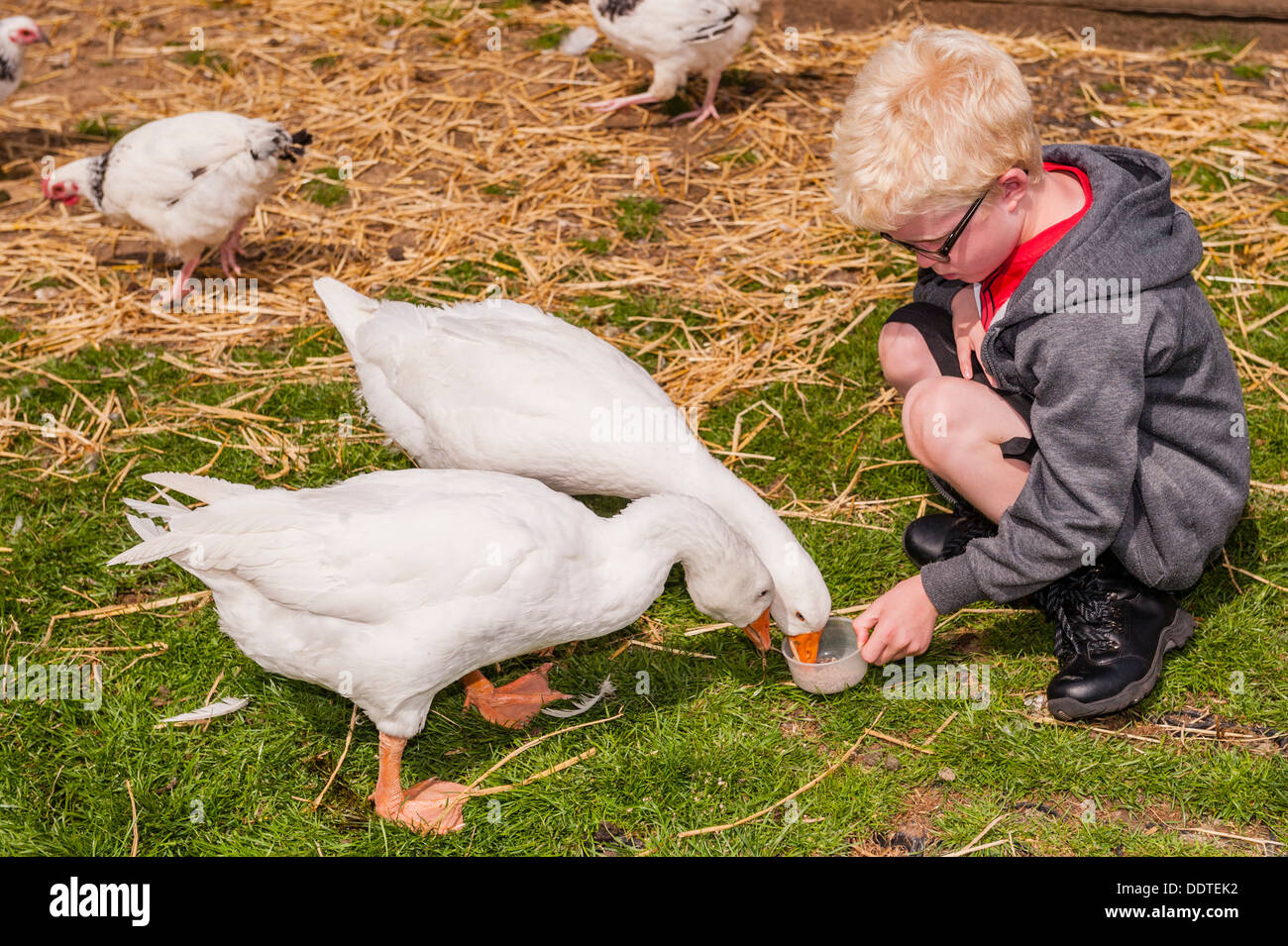 Child feeding geese hi-res stock photography and images - Alamy