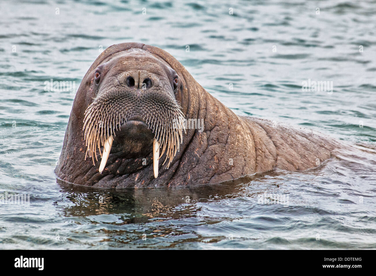 Funny Walrus Face
