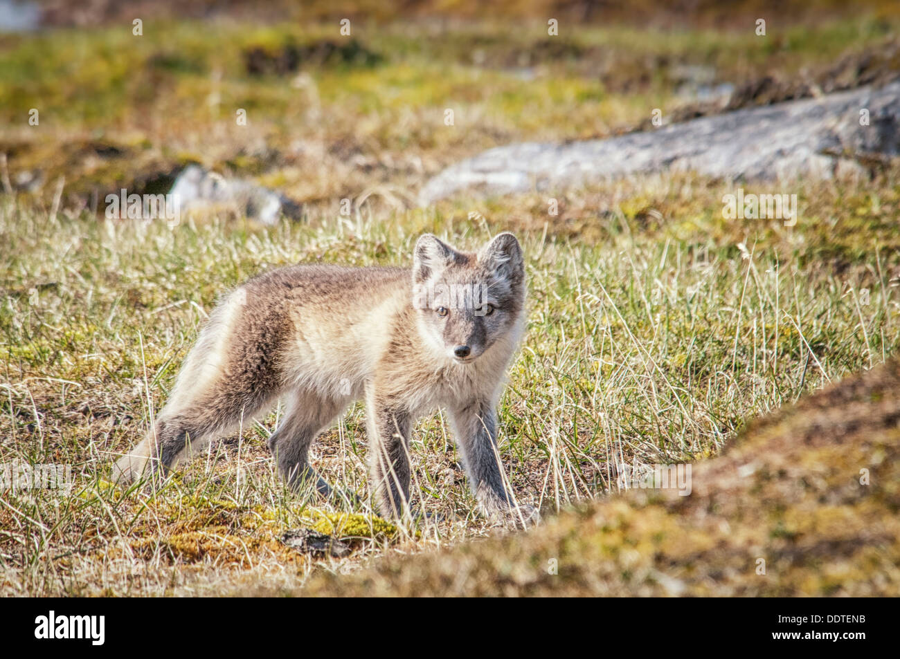 Arctic Fox Pups In Summer