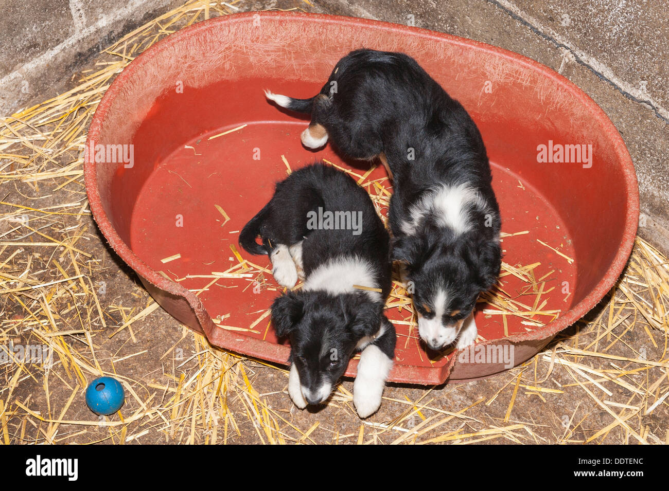 Two Border Collie puppies at Hazel Brow Farm in the village of Low Row ...