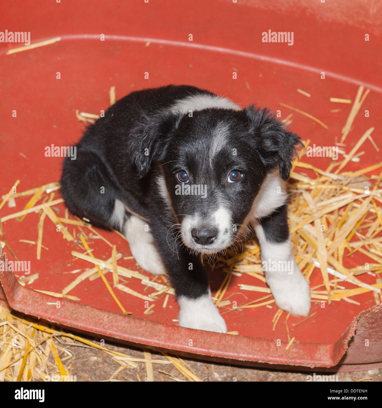 A Border Collie puppy dog at Hazel Brow Farm in the village of Low Row ...
