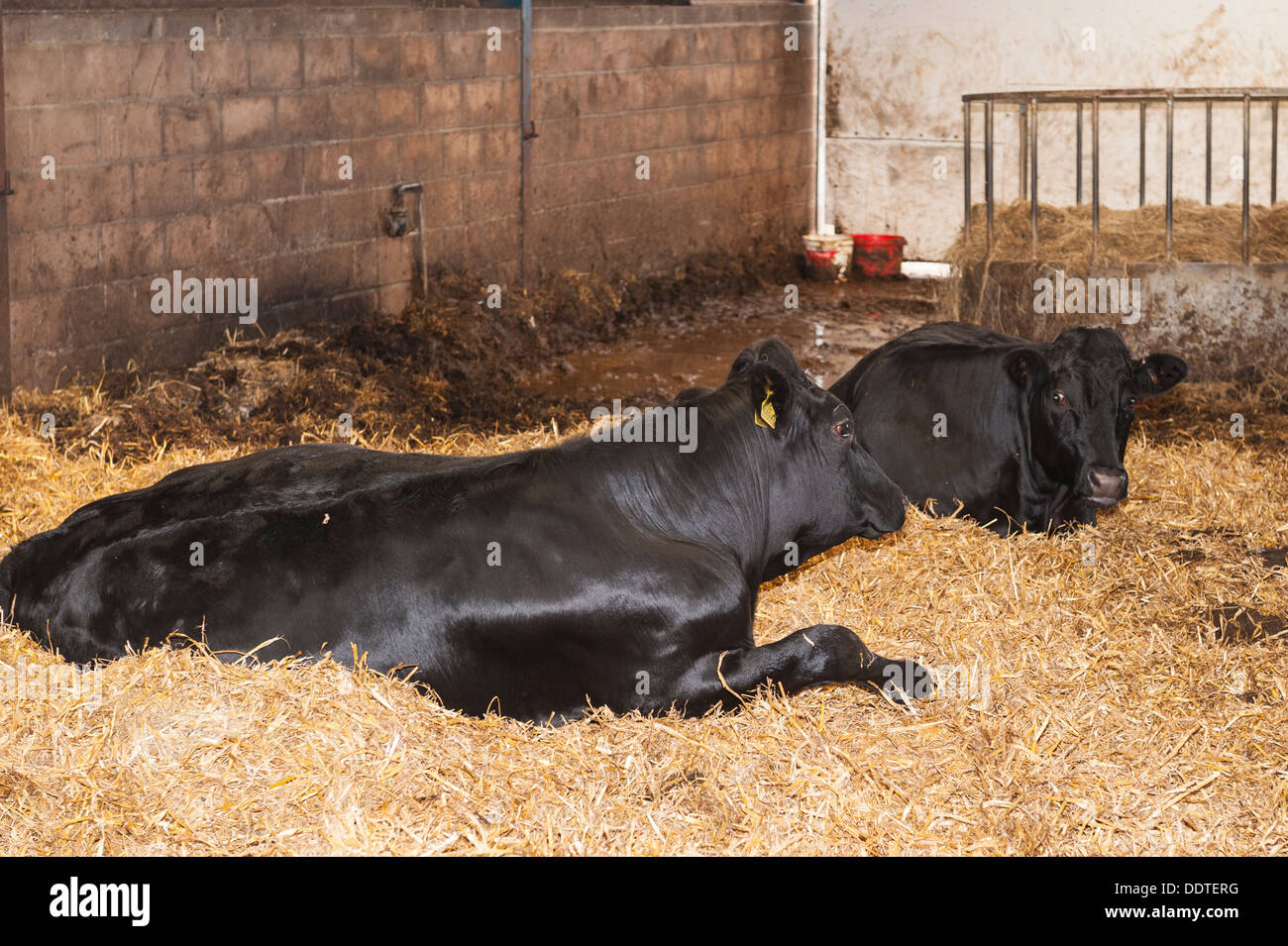 Two black cows at Hazel Brow Farm in the village of Low Row in ...