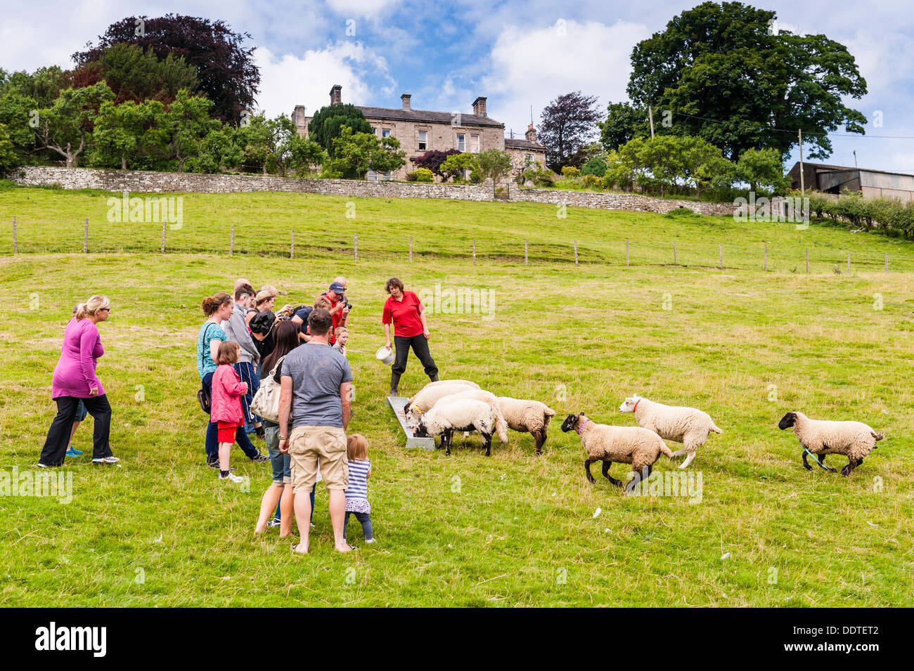 Visitors racing sheep at Hazel Brow Farm in the village of Low Row in ...