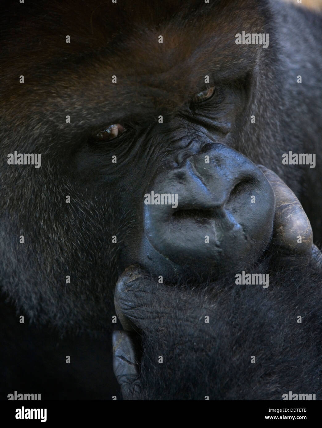 Strong gorilla hi-res stock photography and images - Alamy