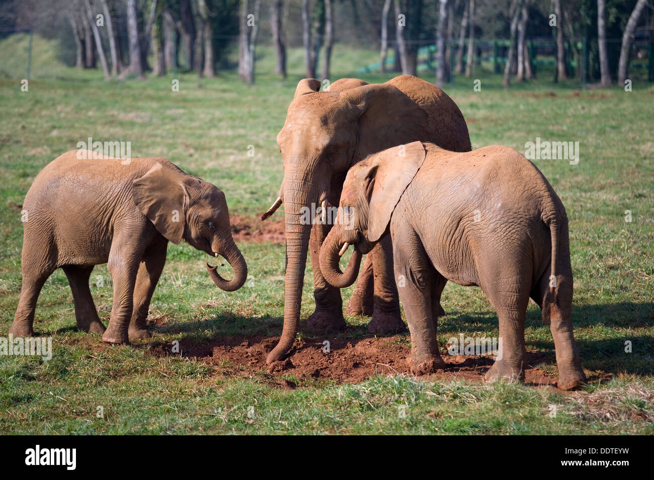 African bush elephant savanna elephant hi-res stock photography and ...