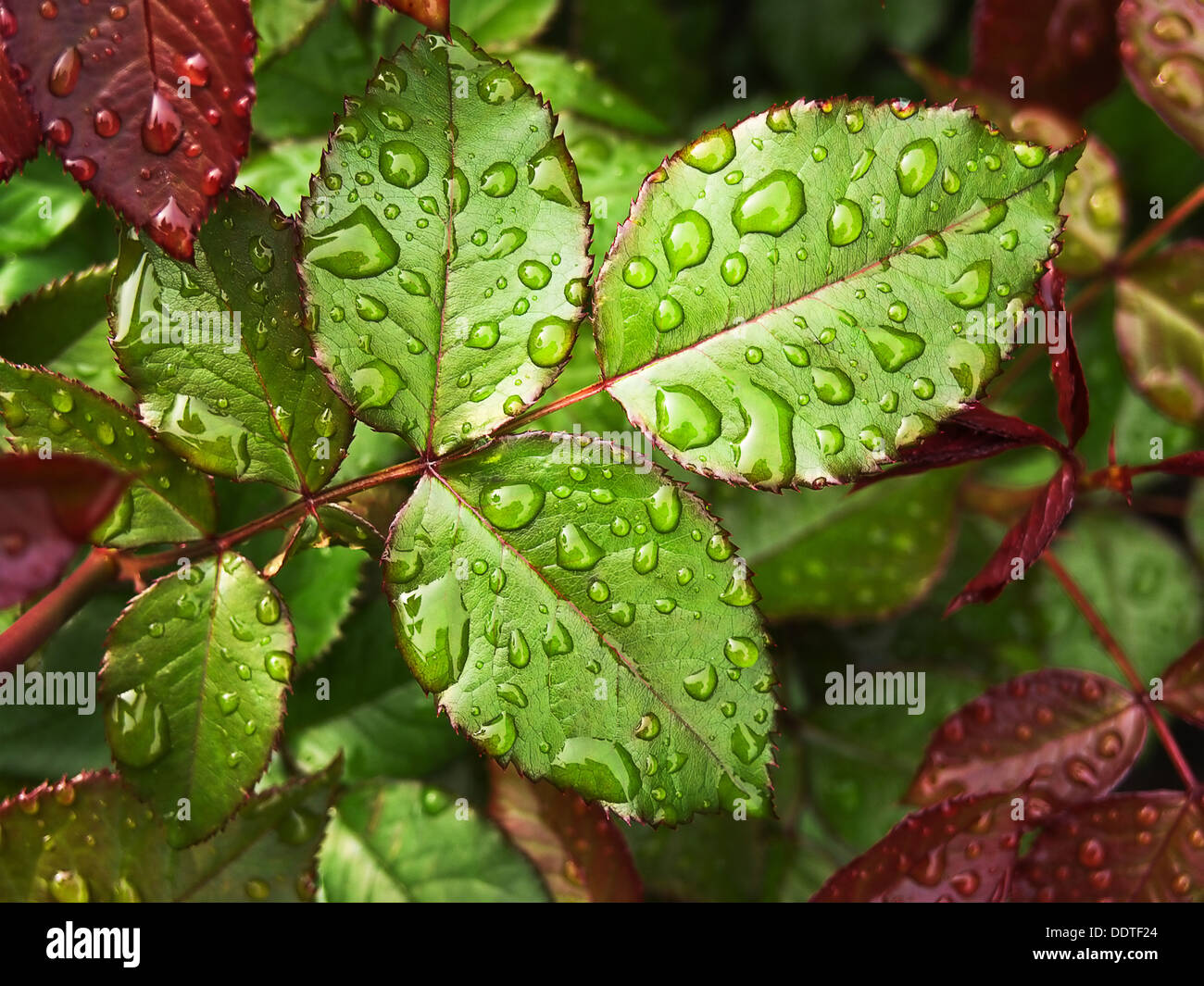 Close-up photo of green roses leaves with waterdrops Stock Photo - Alamy