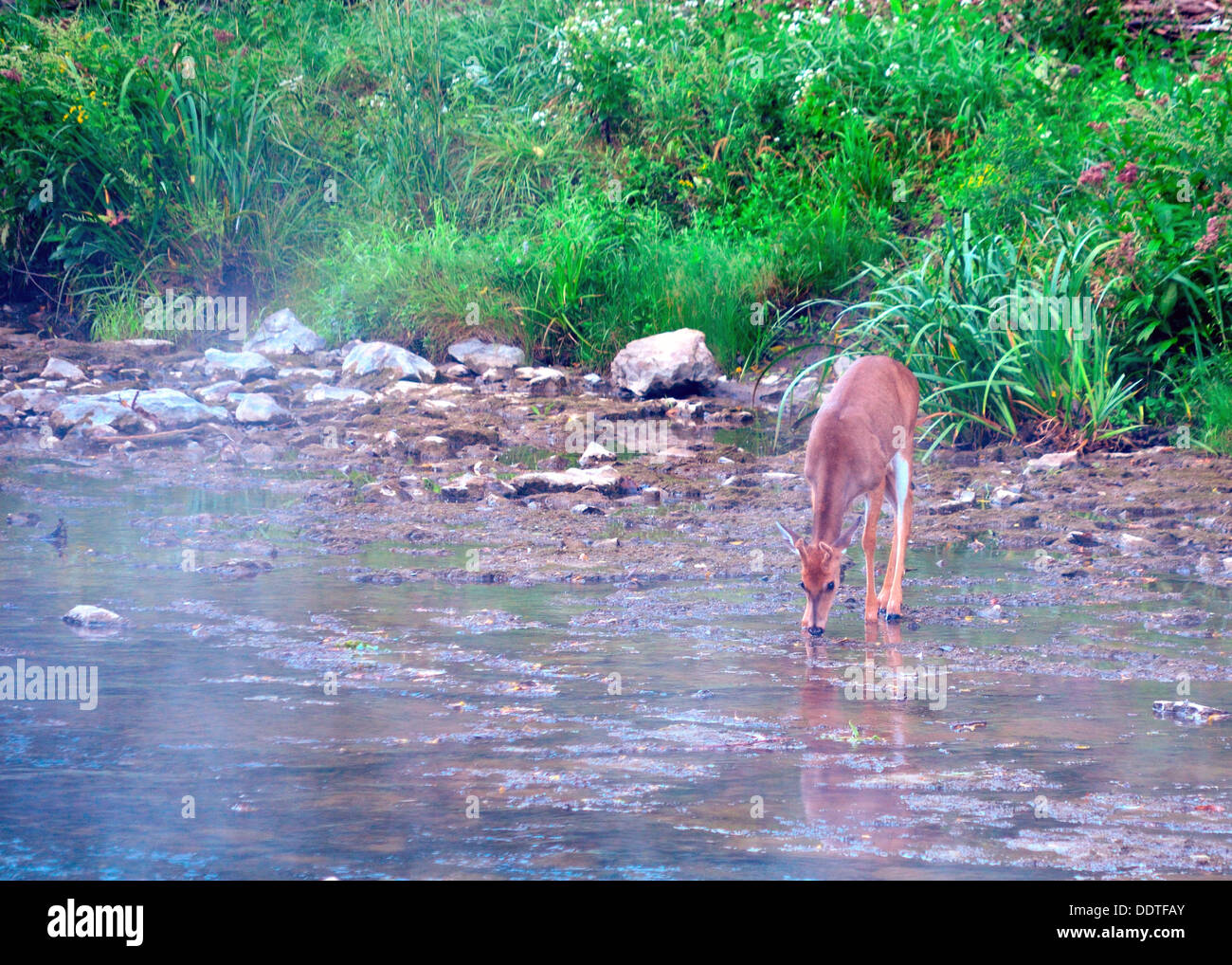 Deer drinking stream hi-res stock photography and images - Alamy