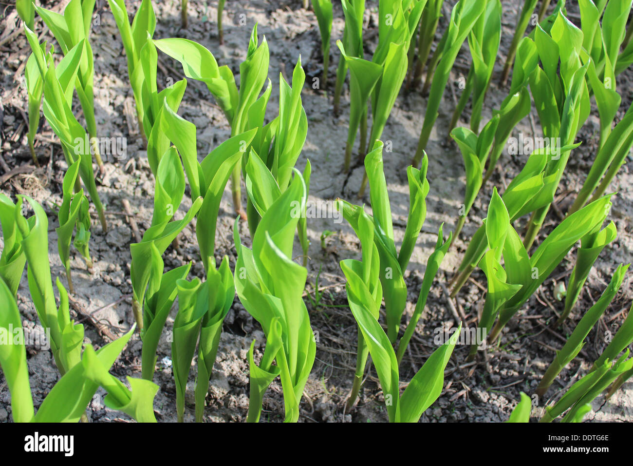 green sprouts of lilies of the valley in spring in forest Stock Photo ...