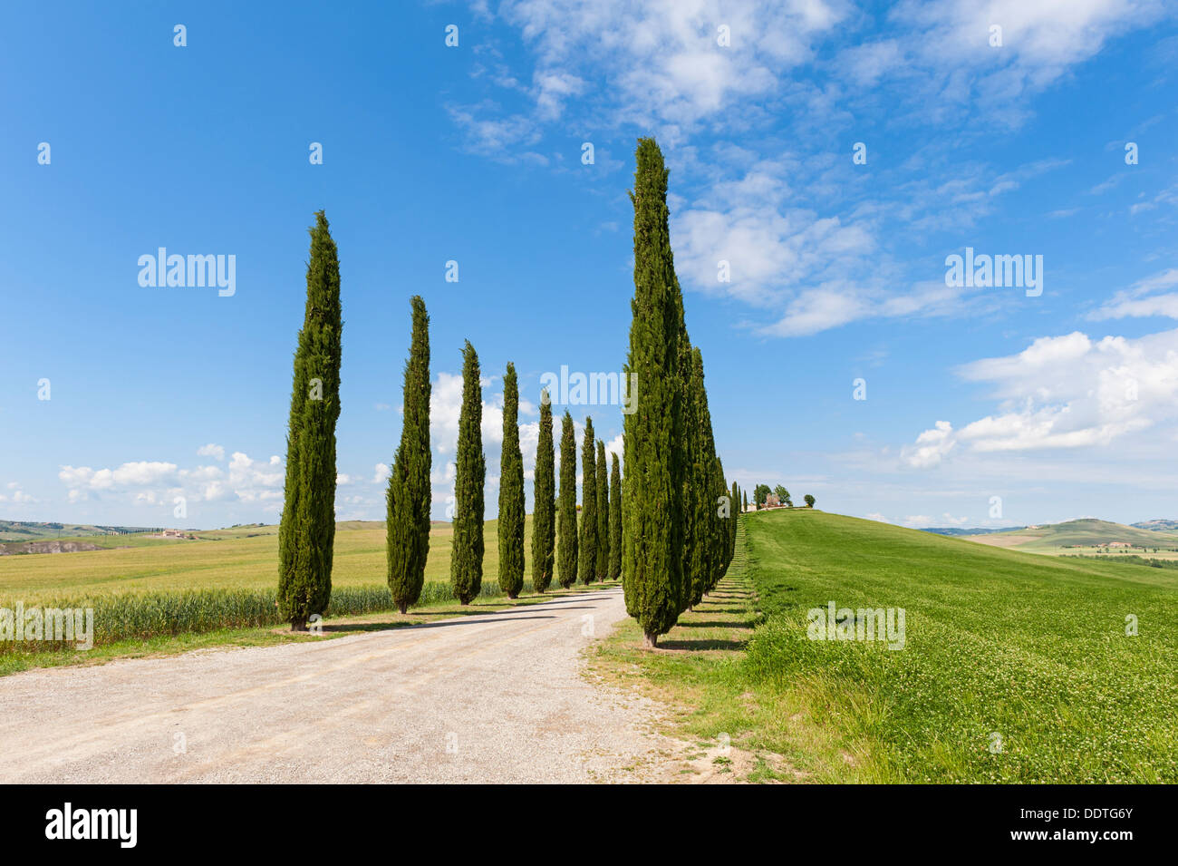 Tuscany cypress tree road hi-res stock photography and images - Alamy