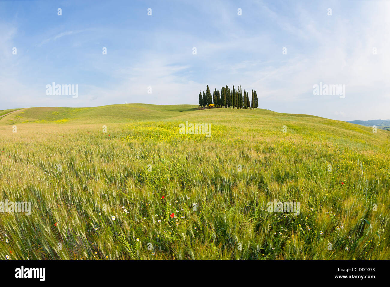 Tuscany, cypress trees hi-res stock photography and images - Alamy