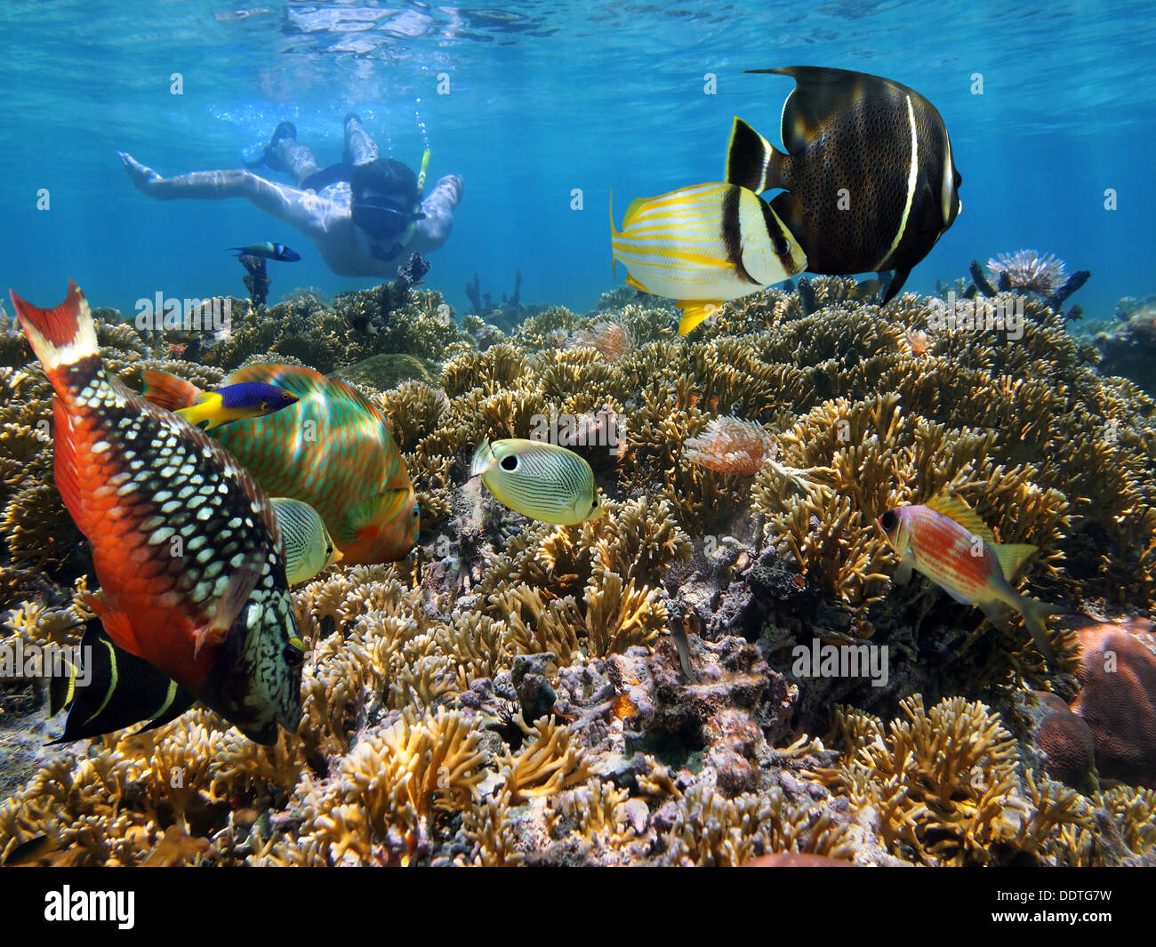 Snorkeling in a coral garden with colorful tropical fish, Caribbean sea ...