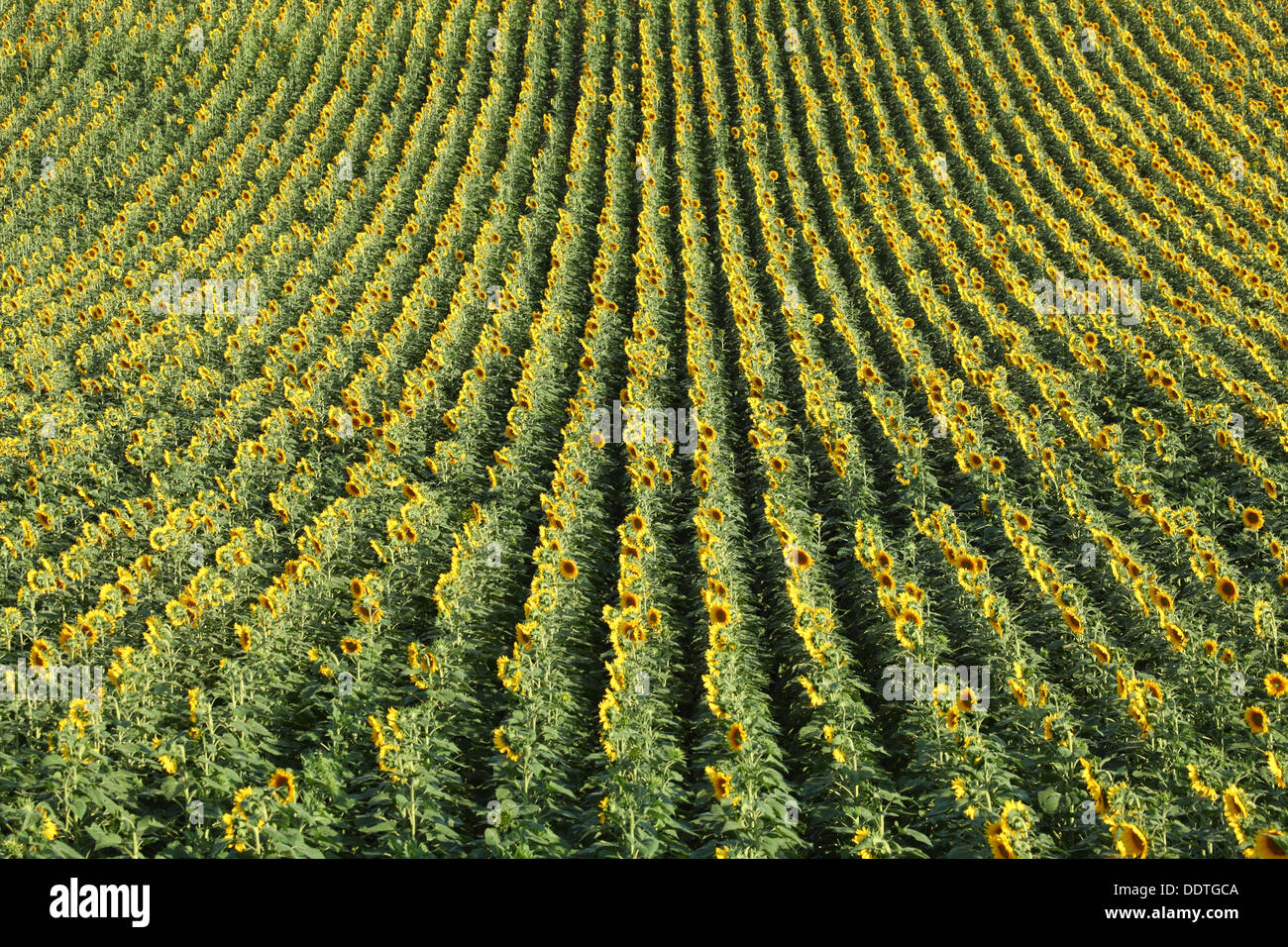View over a field of sunflowers Stock Photo - Alamy